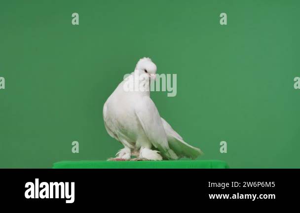 Pigeons with white beautiful plumage sit in a studio with a green ...
