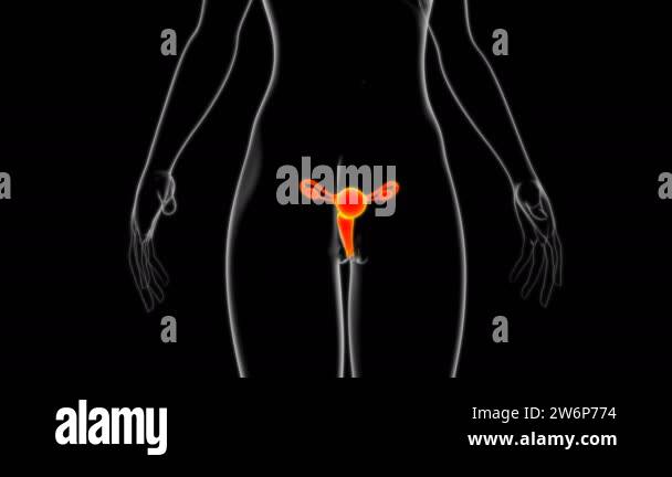 Female reproduction system illustration Stock Videos & Footage - HD and ...