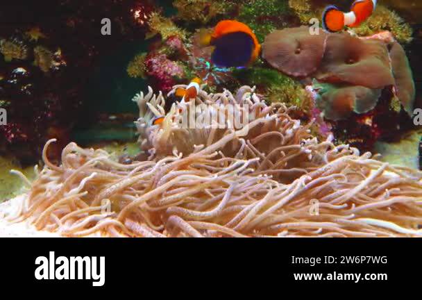 Male and female clown fish, Anemonefish (Amphiprion ocellaris) swim ...
