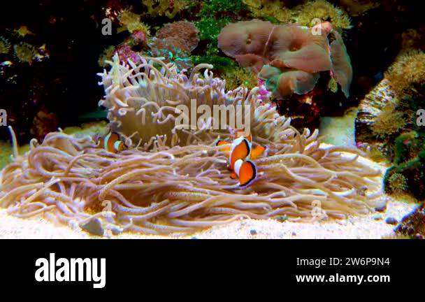 Male and female clown fish, Anemonefish (Amphiprion ocellaris) swim ...