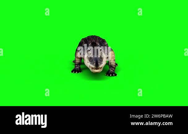 Alligator walking loop on green screen in front view with alpha path.3D ...