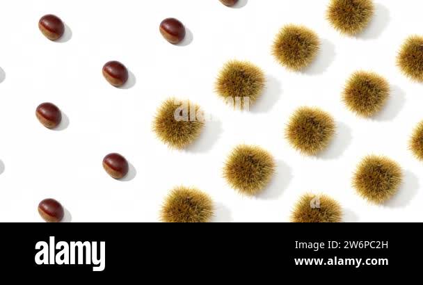 Husk chestnut Stock Videos & Footage - HD and 4K Video Clips - Alamy