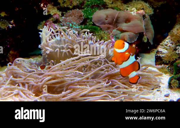 Male and female clown fish, Anemonefish (Amphiprion ocellaris) swim among the tentacles of ...