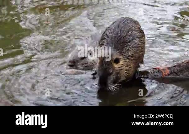 Nutria swim in the water and wash. Nutria swims and dives perfectly ...