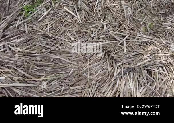 Cane wood texture background Stock Videos & Footage - HD and 4K Video ...