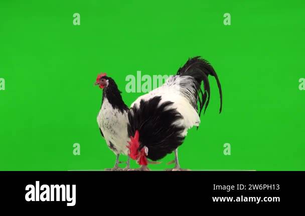 chicken and rooster on a green screen. rooster is standing, singing and ...