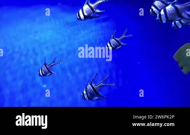 Exotic tropical Angelfish, Pterophyllum Scalare swim in blue water of ...