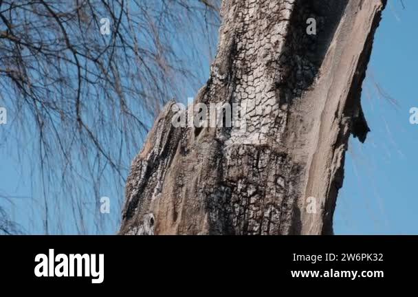 Damage tree after wildfire Stock Videos & Footage - HD and 4K Video ...