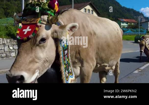 Cow traffic! switzerland! Stock Videos & Footage - HD and 4K Video ...