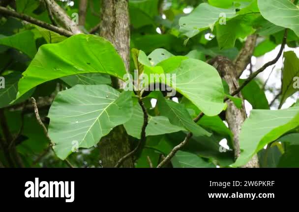 Teak wood texture wallpaper Stock Videos & Footage - HD and 4K Video ...