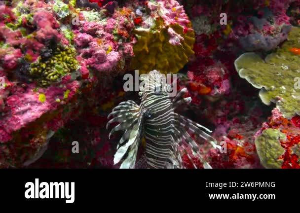 Lion fish. Exciting diving on the reefs of the Maldives archipelago ...