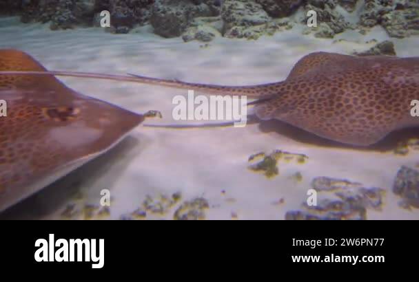 Stingrays under water. Stingrays are a group of sea rays, which are ...