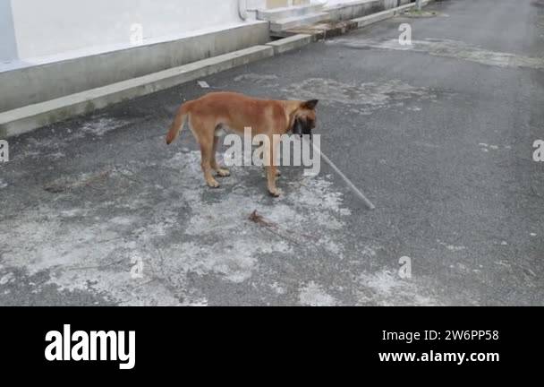 Stray street scene Stock Videos & Footage - HD and 4K Video Clips - Alamy