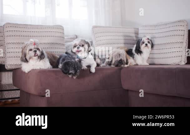 Dogs in the home Stock Videos & Footage - HD and 4K Video Clips - Alamy