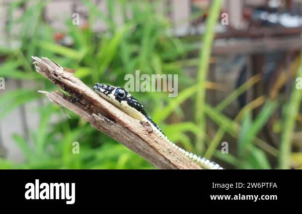 Snake head shot close Stock Videos & Footage - HD and 4K Video Clips ...