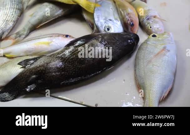 Display of wet fish Stock Videos & Footage - HD and 4K Video Clips - Alamy