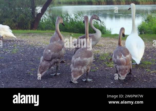 Teenage swan Stock Videos & Footage - HD and 4K Video Clips - Alamy