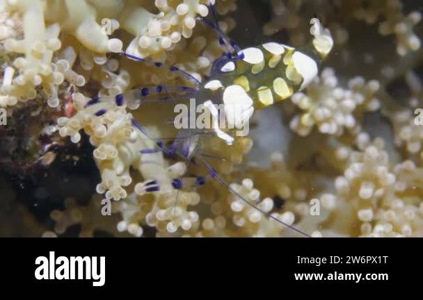 White striped glass shrimp cleaner on coral reef on underwater seabed ...