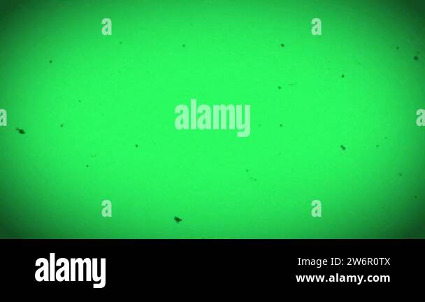 Realistic film grain frame isolate on green background Stock Video ...