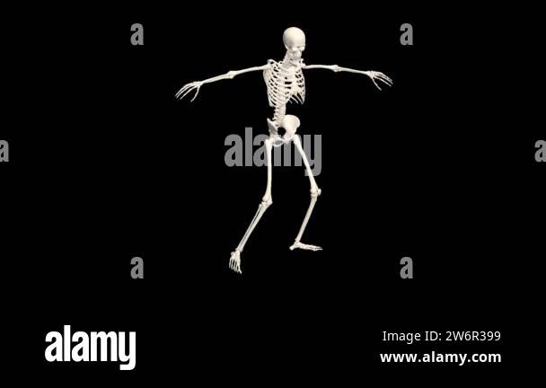 Dancing Skeleton 3D. 3D Skeleton Dance Animation. Skeleton 3D dance ...