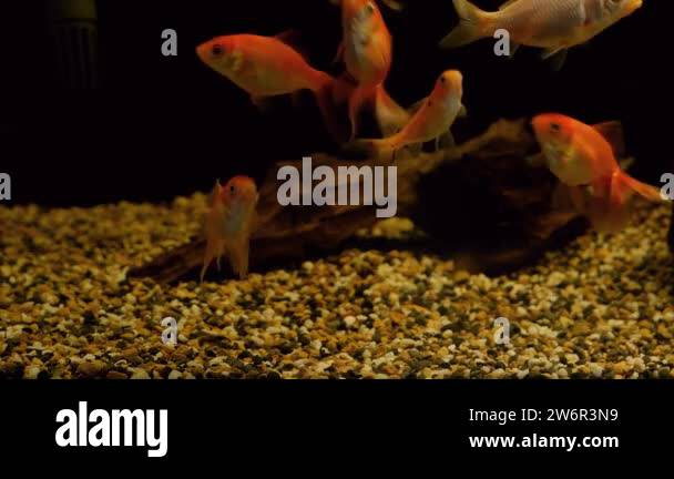 Young goldfish carassius auratus auratus Stock Videos & Footage - HD ...