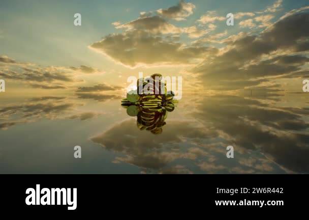 Tree stunted growth Stock Videos & Footage - HD and 4K Video Clips - Alamy