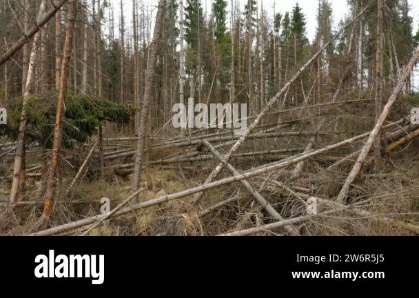 Bark beetle calamity drone pest Ips typographus wood aerial dead spruce ...