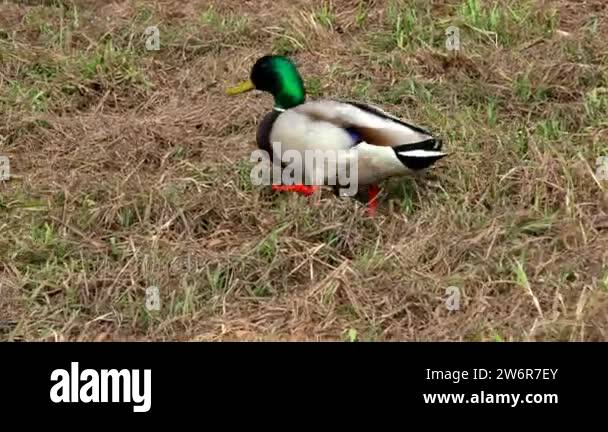 A natural environment for birds Stock Videos & Footage - HD and 4K Video Clips - Alamy