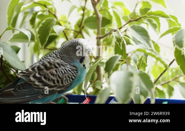 Tree parrot Stock Videos & Footage - HD and 4K Video Clips - Alamy