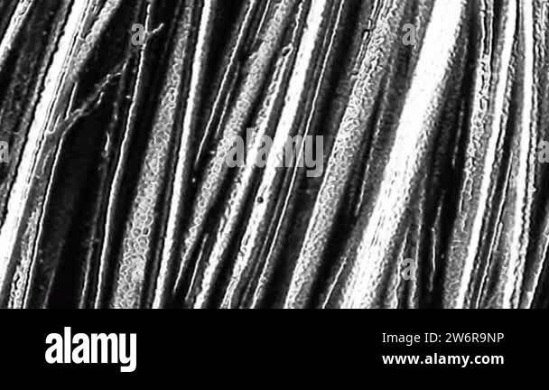 Abstract black and white looping animation of fast moving of grunge ...