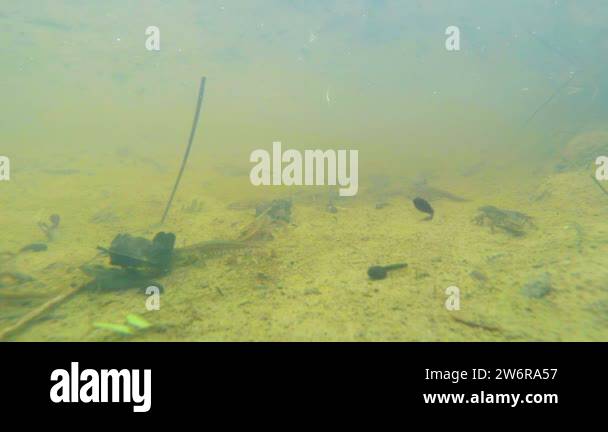 underwater life of the Carpathian and Alpine newts and other aquatic ...