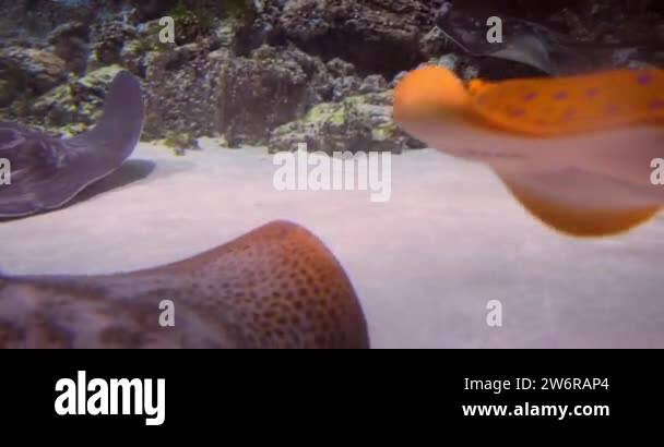 Stingrays under water. Stingrays are a group of sea rays, which are ...