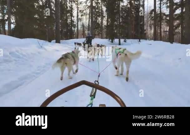 A 4K footage of a group of husky dogs pulling a sled through the ...