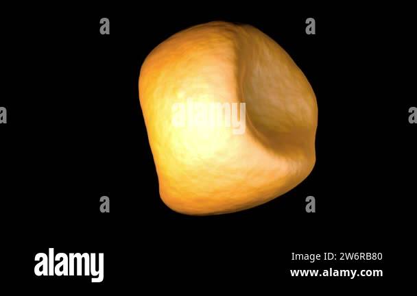 Pollen anther Stock Videos & Footage - HD and 4K Video Clips - Alamy