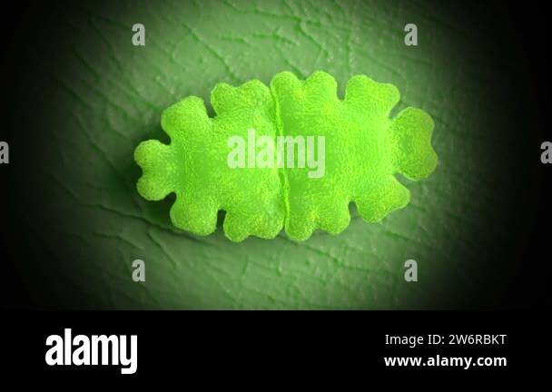 Euastrum oblongum desmid green alga. Desmids are a common group of ...