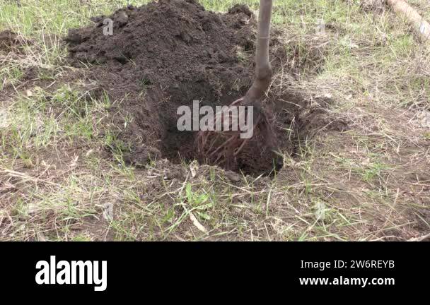 Preparing a hole and planting a tree in the garden.A man is planting a ...