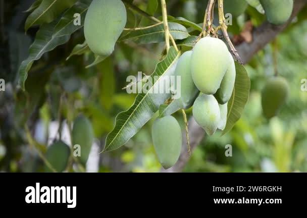 Raw mango tree Stock Videos & Footage - HD and 4K Video Clips - Alamy