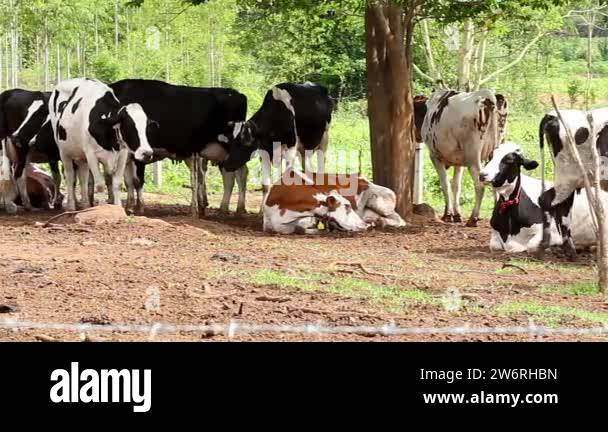 Panning technique Stock Videos & Footage - HD and 4K Video Clips - Alamy