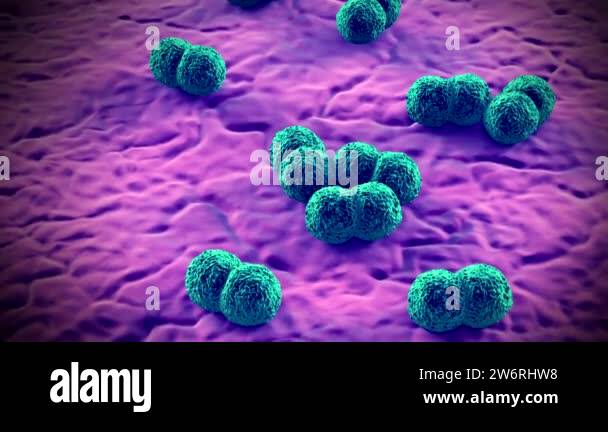 Neisseria meningitidis bacteria is an obligate human parasite that ...