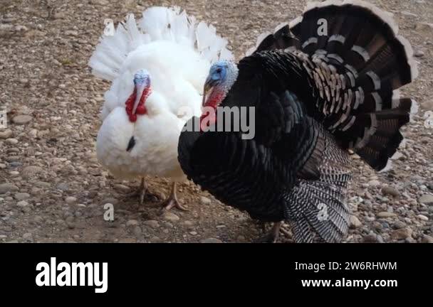 Large poultry bird Stock Videos & Footage - HD and 4K Video Clips - Alamy