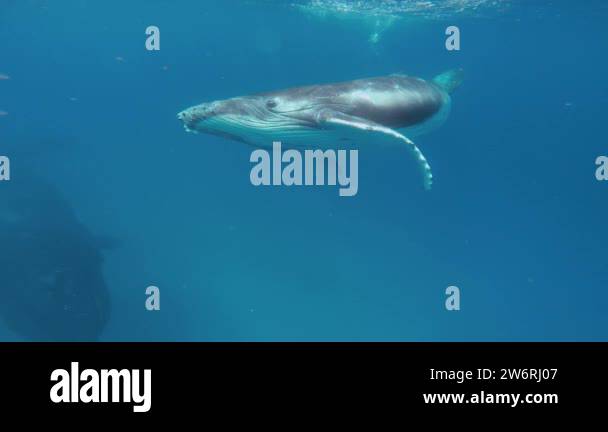 Newborn humpback whale cub swims next to mom underwater in Pacific ...