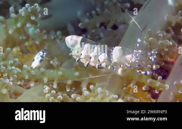 White striped glass shrimp cleaner on coral reef on underwater seabed ...