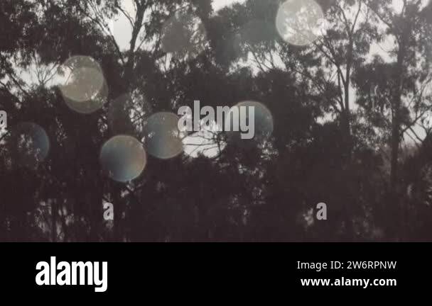 Gum tree trees Stock Videos & Footage - HD and 4K Video Clips - Alamy