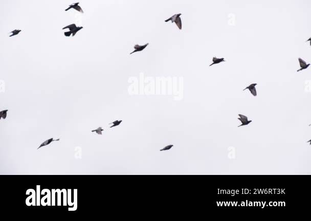 Pigeon flock in flight Stock Videos & Footage - HD and 4K Video Clips ...
