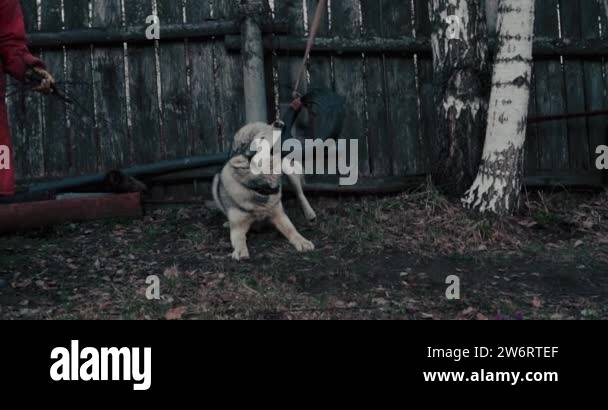 The dog husky is white gray, plays outdoors. Haska, blue eyes, wolf ...