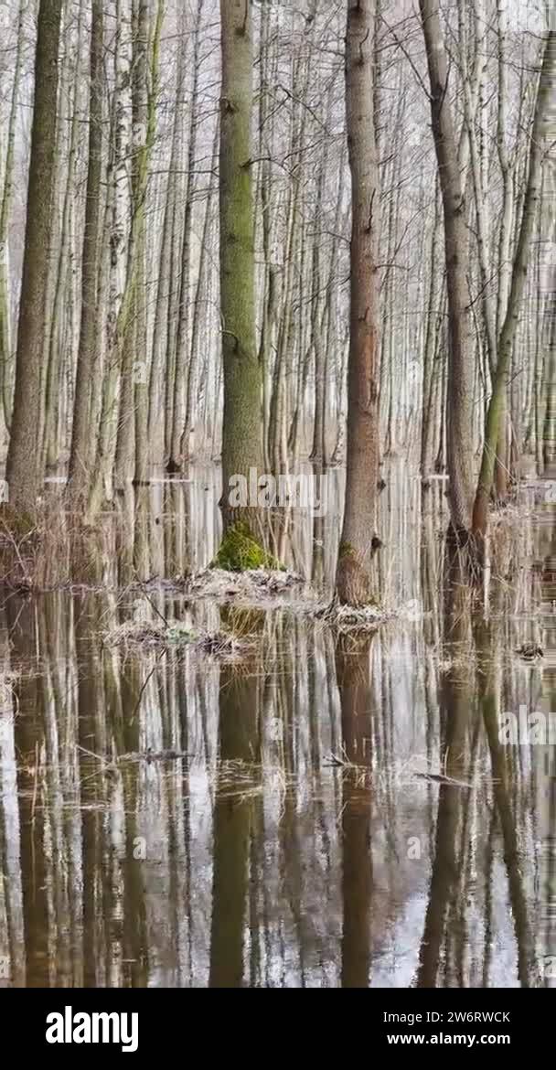 Tree trees flow bushes Stock Videos & Footage - HD and 4K Video Clips ...
