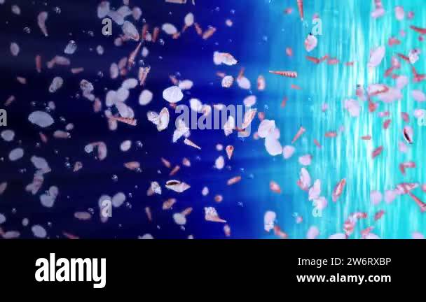 Flying many sea shells in blue water. Collection of realistic shellfish ...