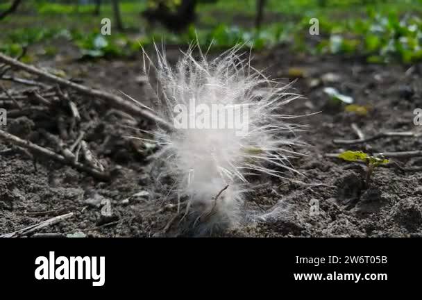 Grass feather seed Stock Videos & Footage - HD and 4K Video Clips - Alamy