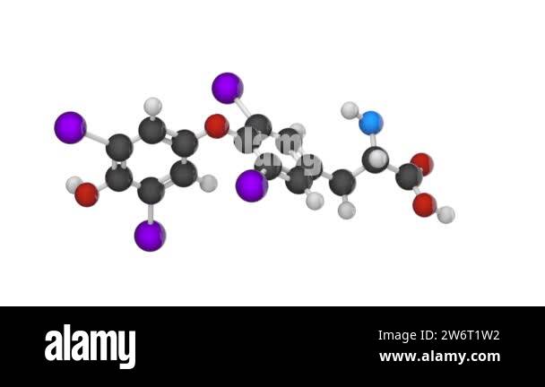Thyroxine (T4) is the major hormone derived from the thyroid gland ...