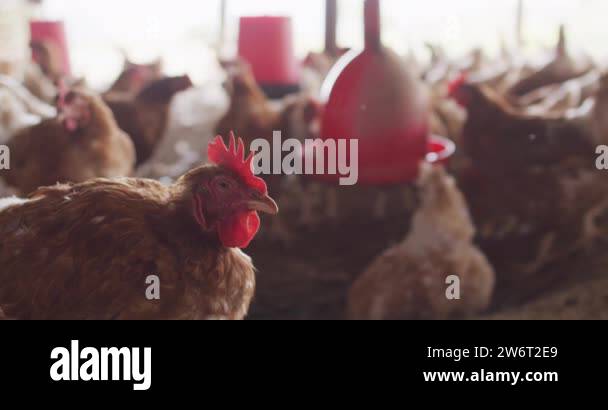 Close up of a flock of chickens on farm. homesteading, healthy ...